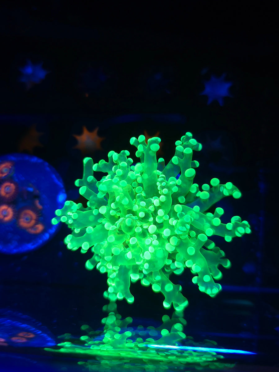 Neon Green Frogspawn (Insanely Bright!) – DayDream Aquatics